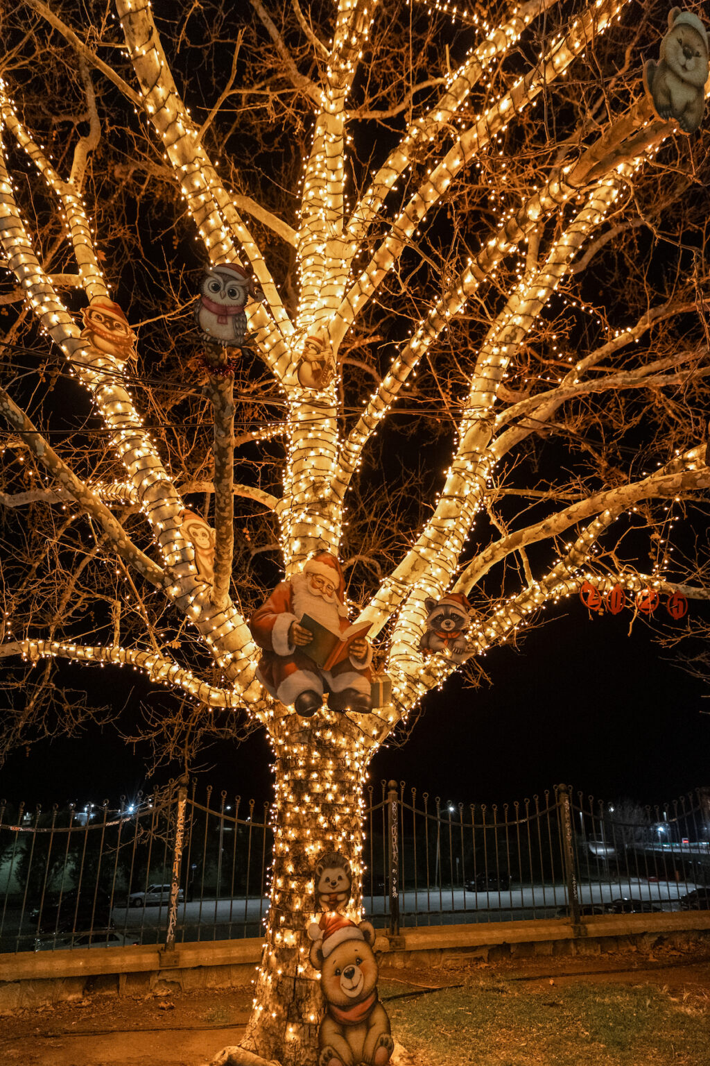 12 Outdoor Christmas Lights Styles for Trees You’ll Want to Try This Year